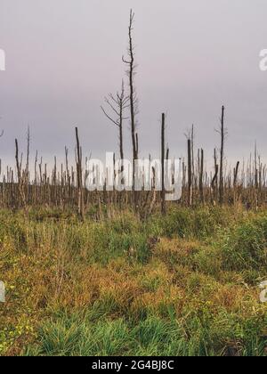 The Peenetalmoor Nature Reserve near Anklam, Mecklenburg-Western ...