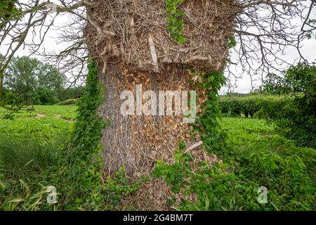 A close up of removed, sawn off ivy, from the base of an oak tree Stock ...