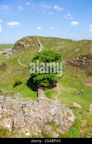 Sycamore Gap. The famous sycamore tree on Hadrian's Wall Northumberland ...