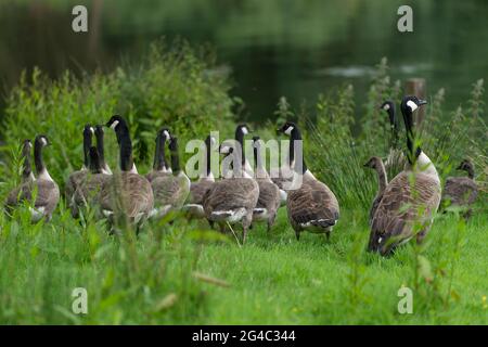 A flock of Canada geese stand at the water's edge at the West Pond of ...