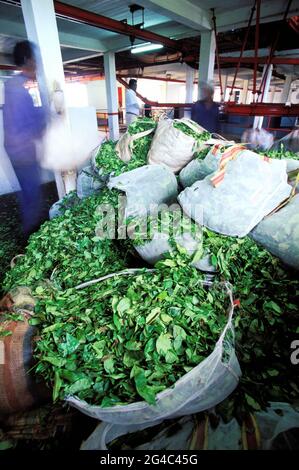 Bois Cheri Tea Factory Mauritius Machine used For Adding Flavours to ...
