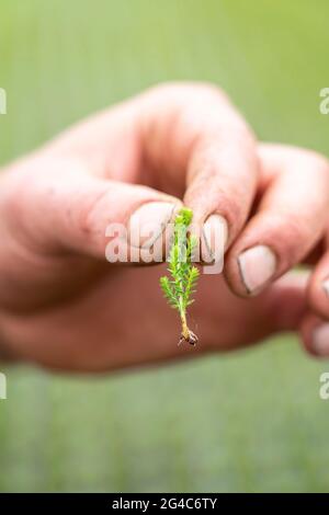 Horticultural nursery, cuttings, heather, broom heather plants,Calluna ...