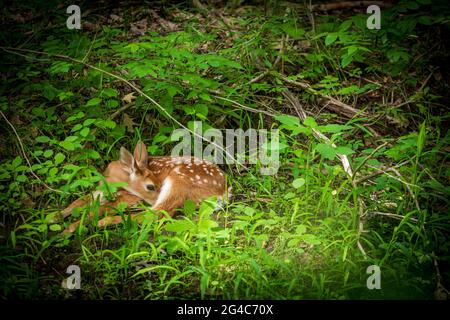 Small fawn curled up in the grass waiting for it's mother Stock Photo ...