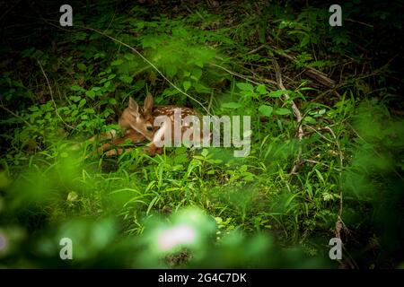 Small fawn curled up in the grass waiting for it's mother Stock Photo ...