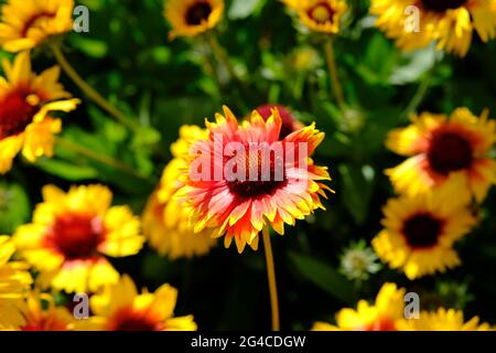 Pretty blooming red and yellow gaillardia flowers in a garden Stock ...