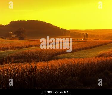 FARM CORNFIELDS BROOKVILLE JEFFERSON COUNTY PENNSYLVANIA USA Stock ...