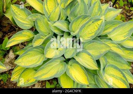 Hosta 'June', leaves Stock Photo - Alamy
