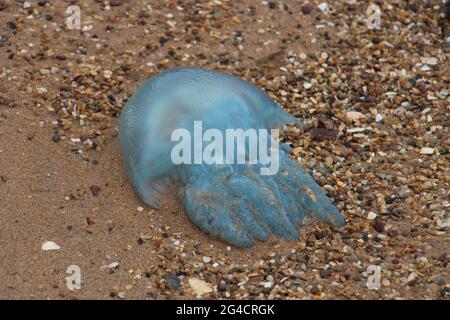 Blue Blubber (Catostylus mosaicus) Jellyfish washed up on a beach at ...