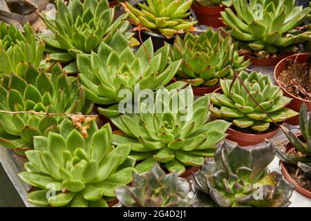 Large selection of green and purple succulents growing in pots Stock ...