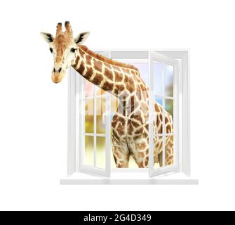 Giraffe looking through a window. Cute curious giraffe stare at the ...