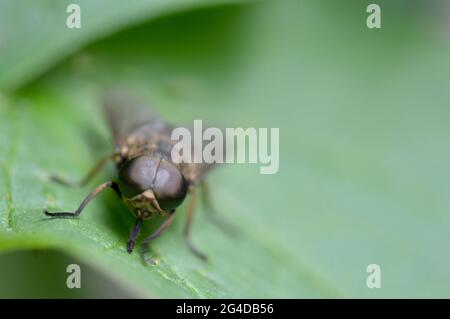 Andrena - Sandbiene - Erdbiene - auf einem Blatt sitzend von oben Stock ...