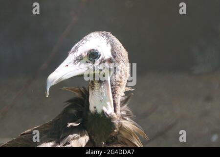 Closeup shot of a vulture on the blurred background Stock Photo - Alamy