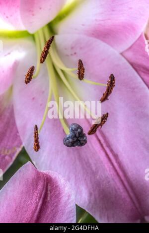 Closeup of the parts of a Lily flower Lillium Stock Photo - Alamy