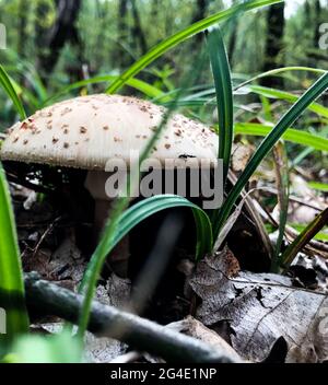 Flowers in the garden. Purple flowers. Gerberas in the garden. Purple ...