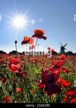 Red poppy seen from behind (cropped Stock Photo - Alamy