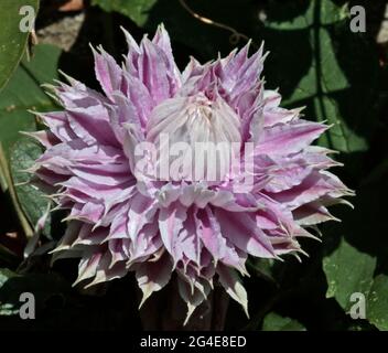 Clematis Josephine climbing plant Stock Photo - Alamy