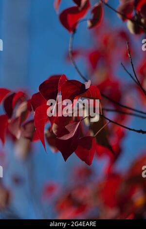 Chinese Tallow Tree Leaves in Sydney, Australia Stock Photo - Alamy