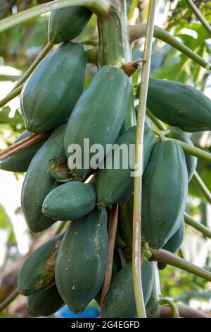 The newly growing bananas shows it's natural beauty to the camera with ...