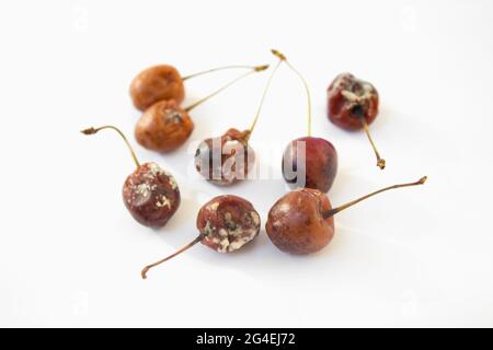 Rotten cherry isolated on white background Stock Photo - Alamy