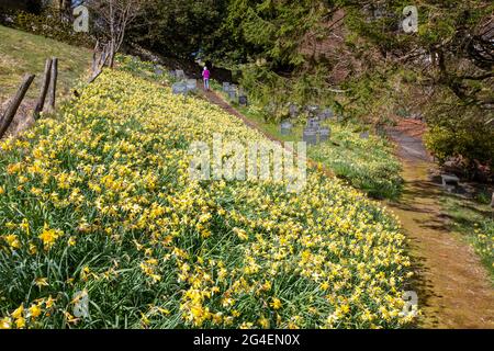 Daffodils in Spring in a small cemetary at a church above St Johns in ...