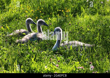 Baby Schwan in Sulzbach Rosenberg. Amberg, Oberpfalz, Bayern Stock ...