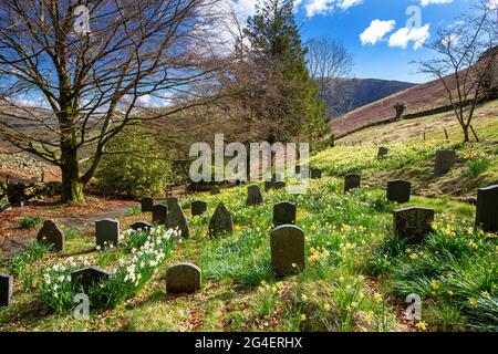 Daffodils in Spring in a small cemetary at a church above St Johns in ...