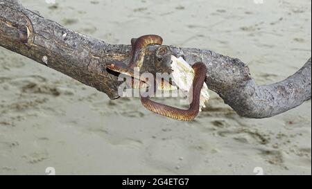 Andaman Pit Viper full body shot, Trimeresurus andersonii, Theobald ...