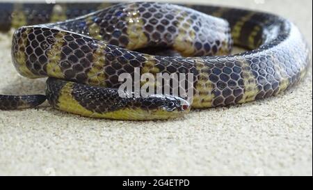 Andaman Krait, Bungarus andamanensis, Biswas & Sanyal, 1978. VENOMOUS ...