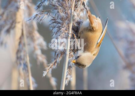 Female Bearded Reedling eating Phragmites Seeds Stock Photo - Alamy