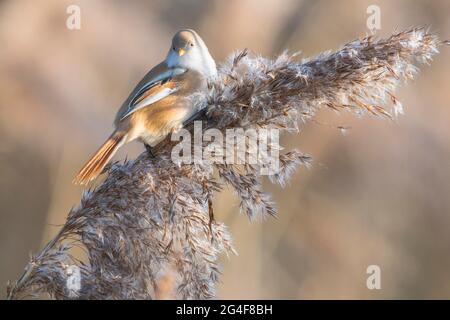 Female Bearded Reedling eating Phragmites Seeds Stock Photo - Alamy