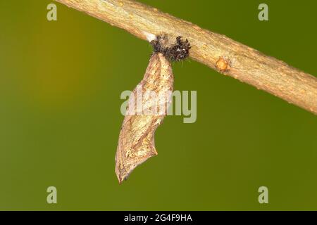 Sequence, growth of a butterfly, caterpillar, butterfly pupa, owl ...