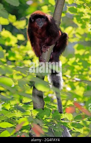 Red spring monkey (Callicebus moloch), adult Stock Photo - Alamy