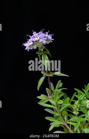 Savory (Satureja), flowering spec Stock Photo - Alamy