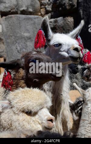 Inti Raymi, festival of the sun, decorated llama at the fortress wall ...