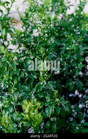 Tangerine tree with ripe fruits, buds and flowers against the ...