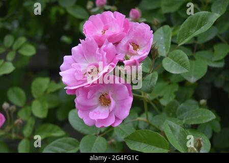 A closeup shot of purple wild rosess grown in the garden Stock Photo ...