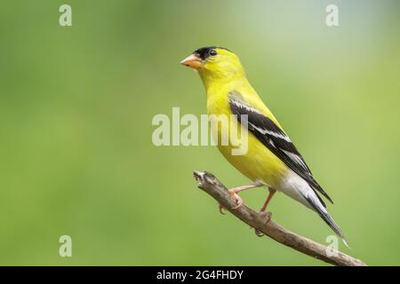An American Goldfinch perched on a tree branch in a forest Stock Photo ...
