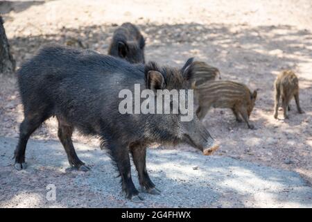 Wild boar (feral hog) near Albany Texas Stock Photo - Alamy