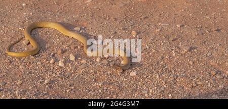 Cape Cobra close to VanRhynsdorp in the Western Cape of South Africa ...