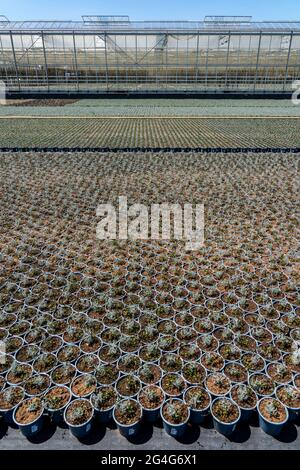 Rows of flower pots in a flower nursery, garden center greenhouse Stock ...