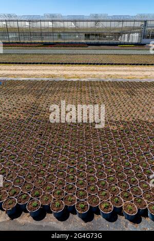 Horticultural business, greenhouse, and open field, various types of ...