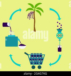 Acai production steps. Acai tree, harvest, transport, separation of ...