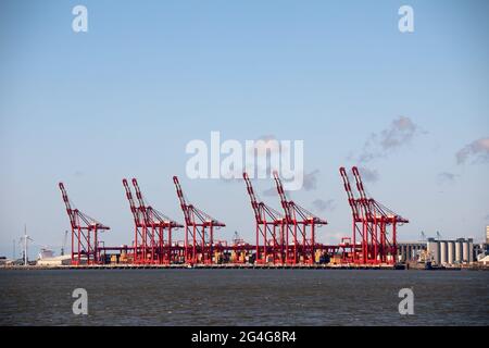 cranes at liverpool 2 container terminal freeport loading unloading msc ...