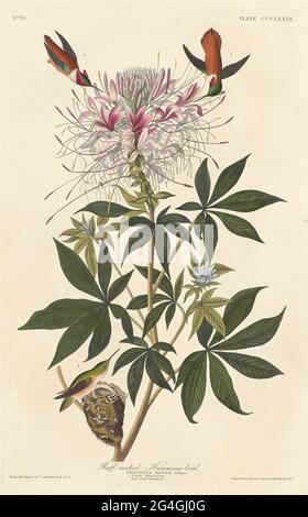 Ruff Bird 19th century colour illustration Stock Photo - Alamy