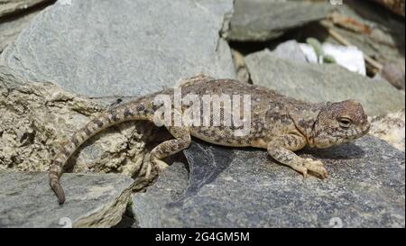 Toad-headed agama, Phrynocephalus theobaldi BLYTH, 1863, Ladakh, India ...