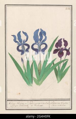 French Iris Drawing