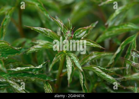 Peon flower burgundy close-up. Blossoming, spring, floral festive ...