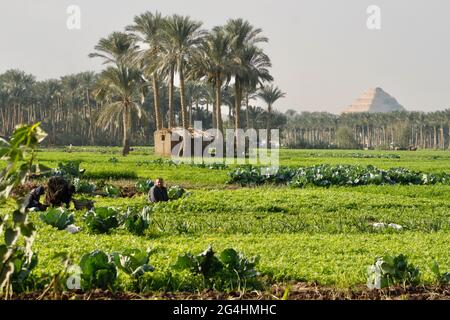 Egyptian farmers work in a green field of plants grown as cattle fodder ...