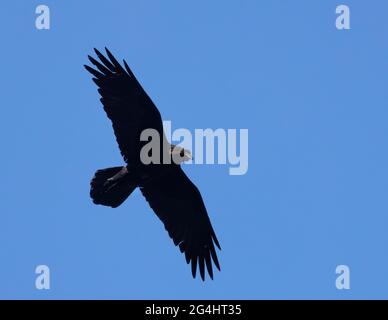 Looking down on a flying Raven with it's wings spread flat, swooping ...