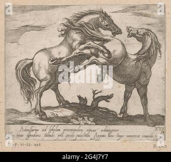 This illustration from a zoological anatomy text depicts the brain of a ...